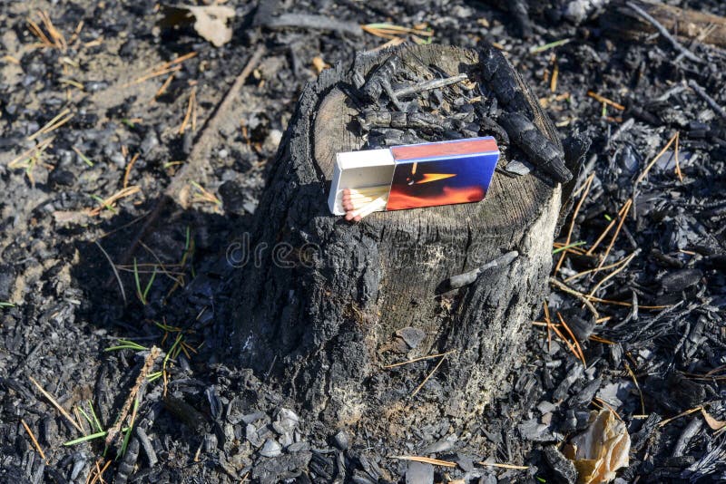 Dead Tree Trunk after Fire. Stock Photo - Image of destruction ...