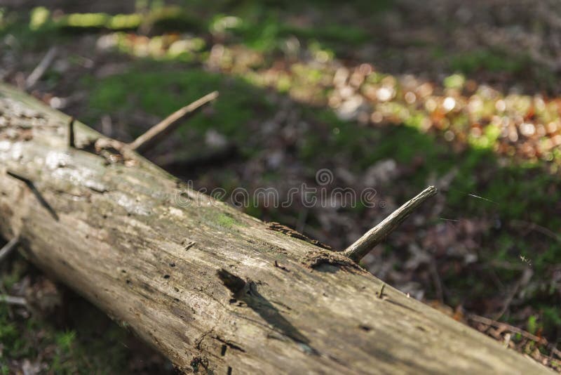 Dead End in the Forest at the Fence Stock Photo - Image of access ...