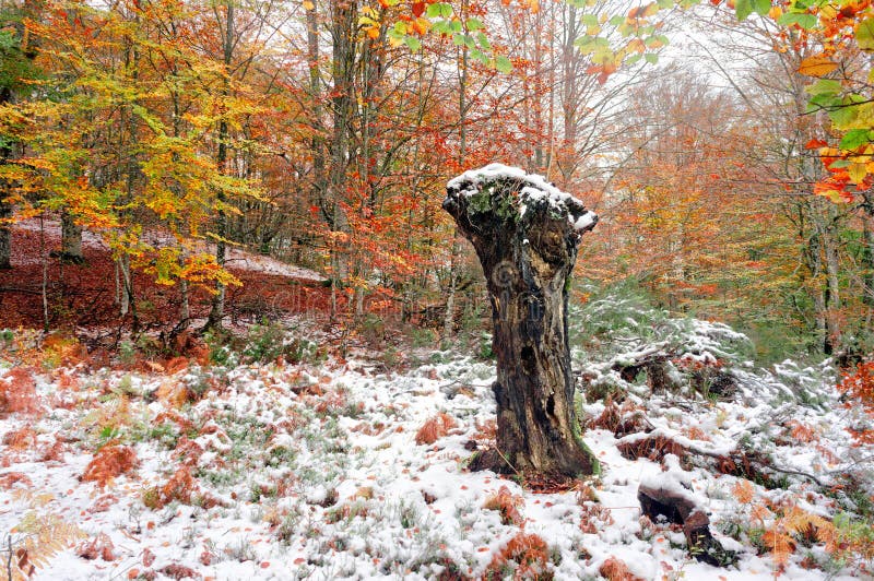 Dead Tree Trunk in Forest with Snow Stock Image - Image of broken ...