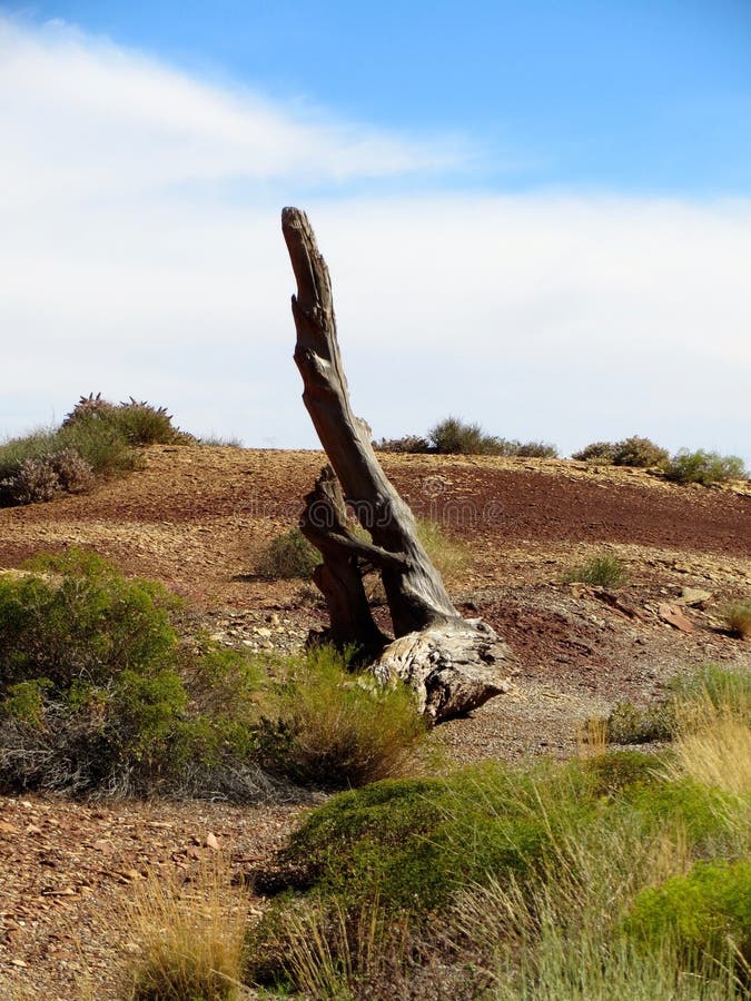 Dead Tree Trunk, Log in the Utah High Desert Stock Photo - Image of ...