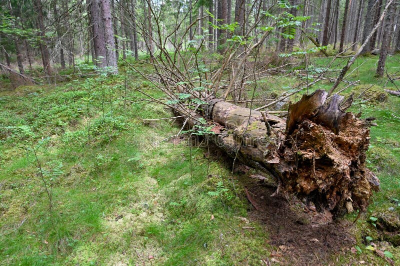 Dry Tree Trunk Lying In Green Forest Stock Photo - Image of environment ...