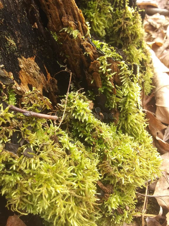 Dead Tree Trunk with Moss and Twigs Stock Photo - Image of trunk, dead ...