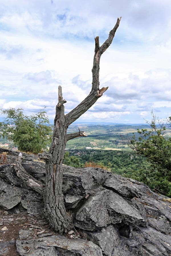 Old Tree Trunk Structure Covered by the Moss Stock Photo - Image of ...