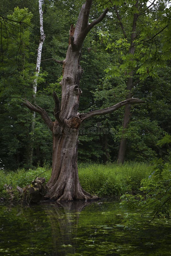 Dead tree stock photo. Image of country, field, life - 39110210