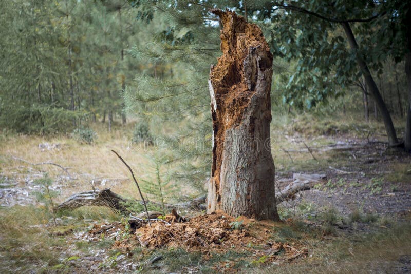 3,784 Trunk Rot Tree Stock Photos - Free & Royalty-Free Stock Photos ...