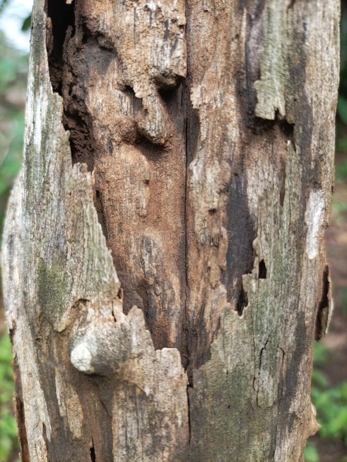 Dead tree trunk texture stock photo. Image of wildlife - 270963192