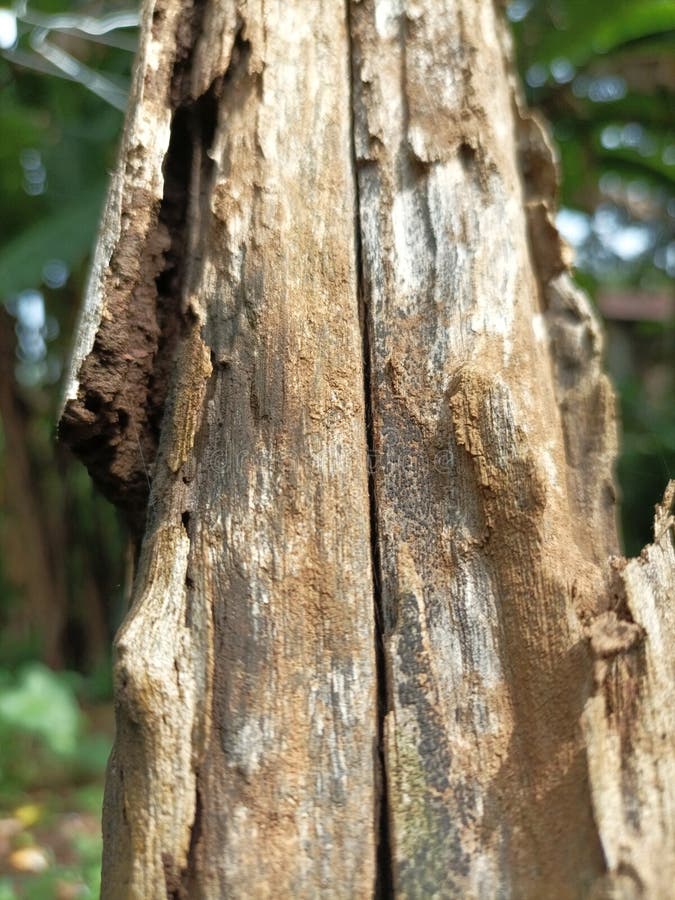 Dead tree trunk texture stock image. Image of twig, plant - 270963245