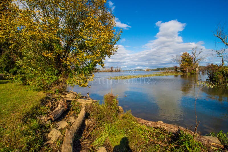 Dead Tree Trunks Along the Potomac River Stock Photo - Image of marsh ...