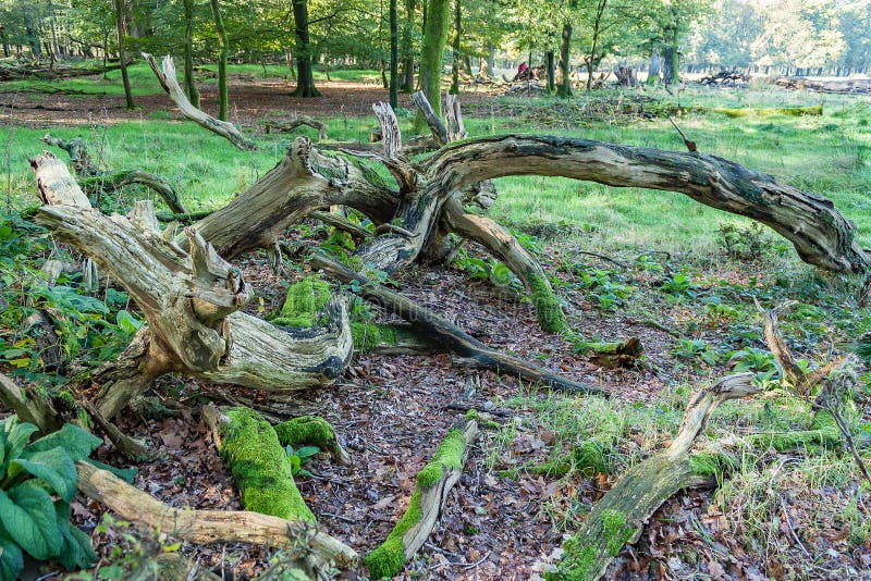Dead Tree Trunks with Beautiful Shapes Stock Photo - Image of moss ...