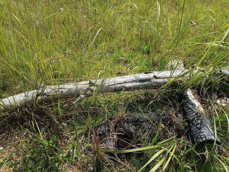 Dead Tree Trunks on Grass in Tropical Climates Stock Image - Image of ...
