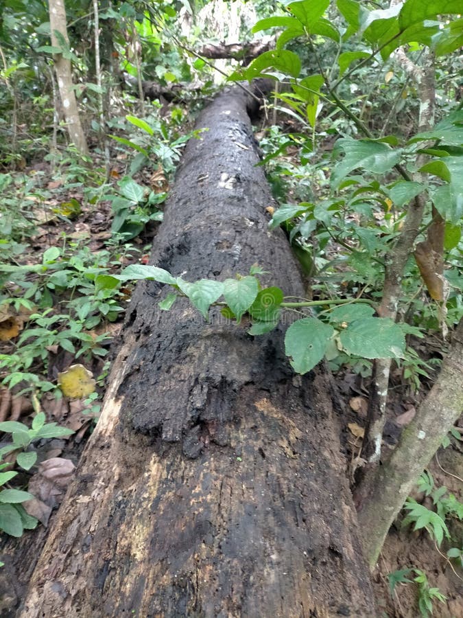 Dead Tree Trunks and Green Plants in the Forest Stock Photo - Image of ...