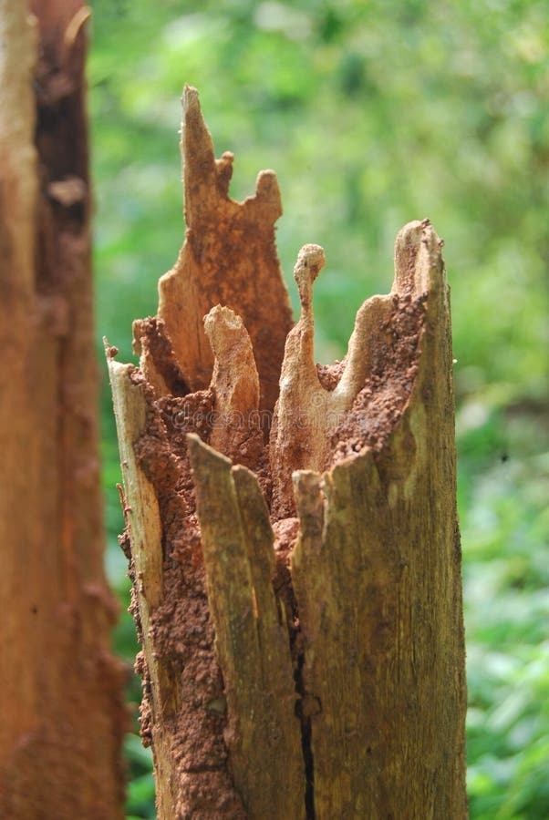 Dead Tree Trunks are Still Stuck in the Garden Stock Image - Image of ...