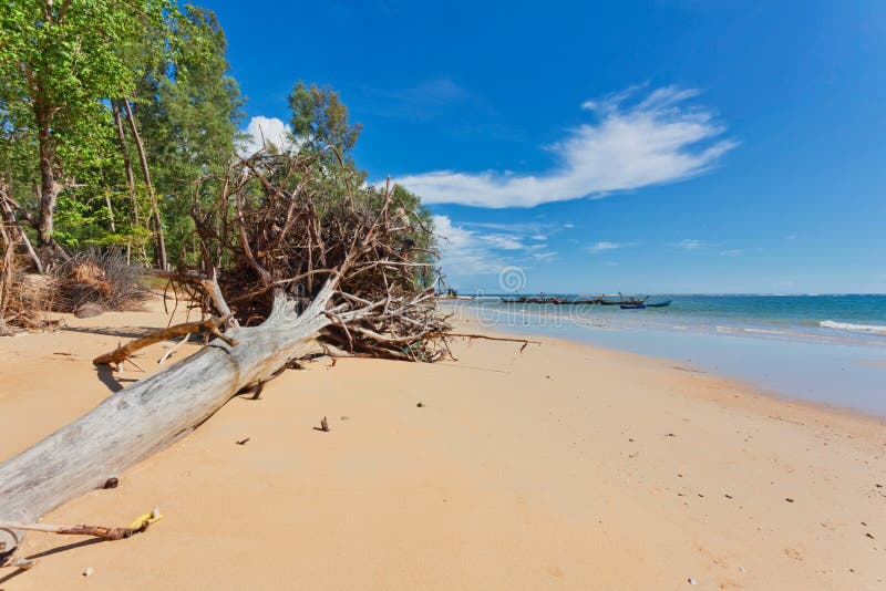 Tree trunks on beach stock image. Image of island, palm - 111888527
