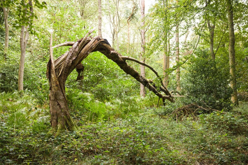 Forest clearing stock image. Image of exterior, britain - 21108415