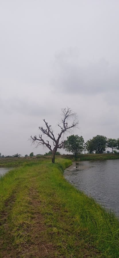 Dead tree between two farm stock image. Image of water - 290485839