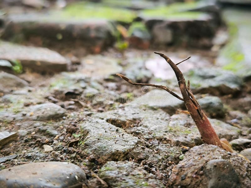 Dead Tree. Dead Trees on Rocks Stock Image - Image of tree, geology ...