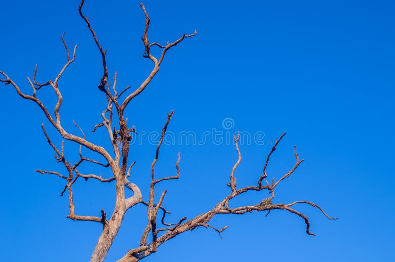 Dead tree under blue sky stock photo. Image of pattern - 87331144