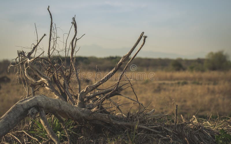 Dead Tree stock photo. Image of grass, ground, sunset - 83685290
