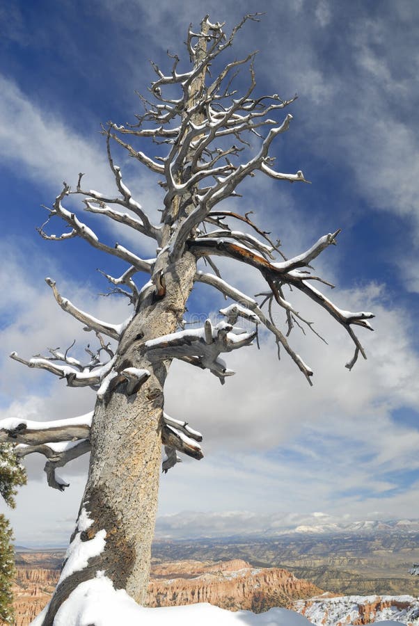 Dead Tree Under Snow in Bryce Canyon Stock Photo - Image of hoodoo ...