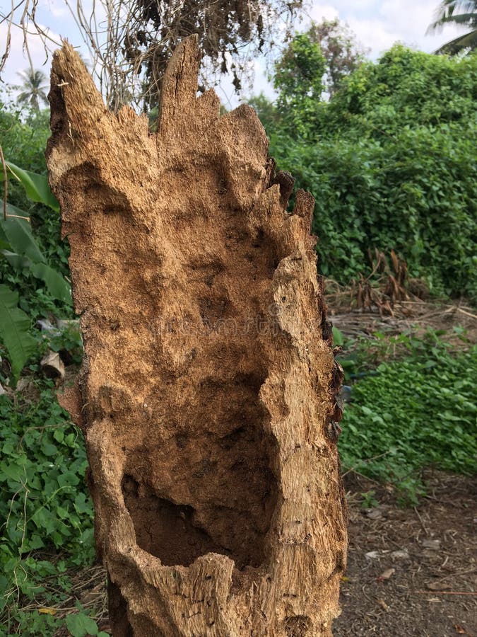 Dead tree stock photo. Image of tree, dead - 85464136