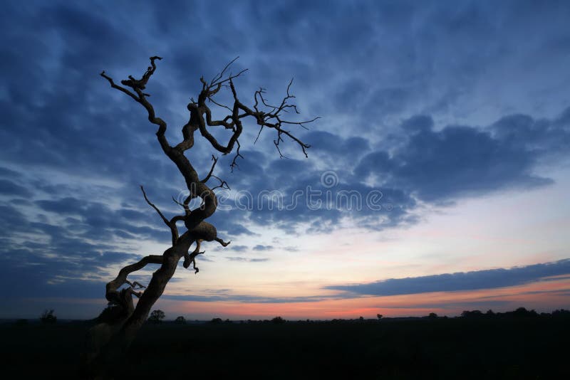 Tree-breath stock photo. Image of clouds, spirit, energy - 13185586