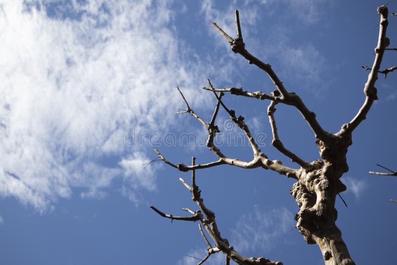 Dead Tree View from Bellow on the Sunny Day. Contrast and Shadow Stock ...