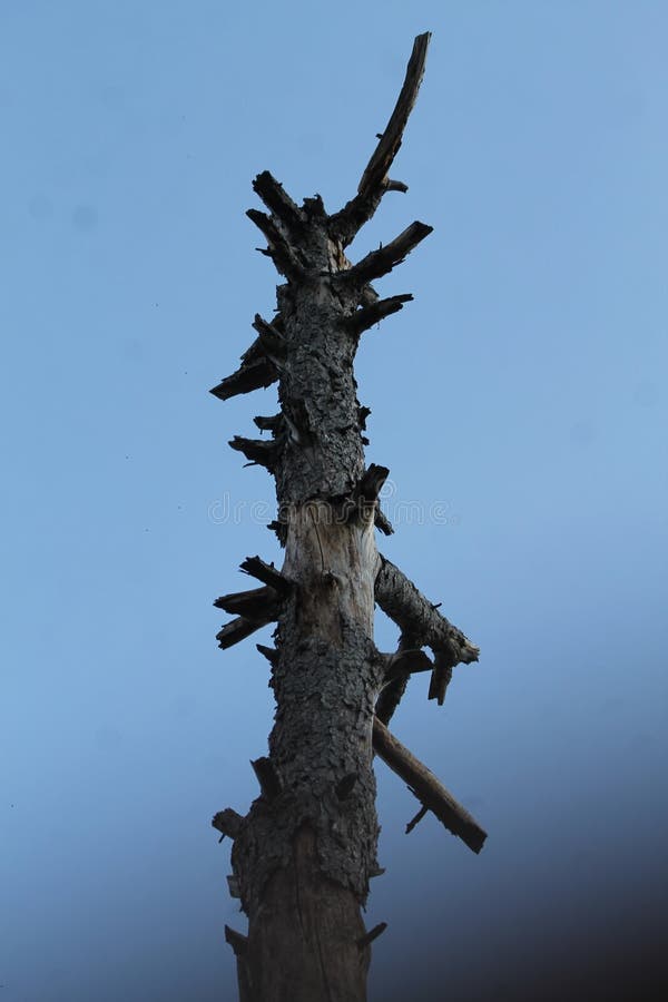 Dead Tree View with Out Any Leaves Stock Image - Image of background ...