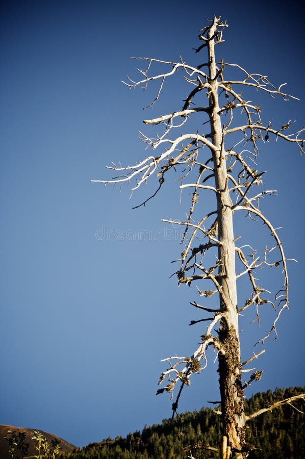 Dead tree view stock photo. Image of outdoor, pyrenees - 86645604