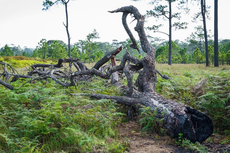 Dead tree in the forest stock image. Image of single - 149692619