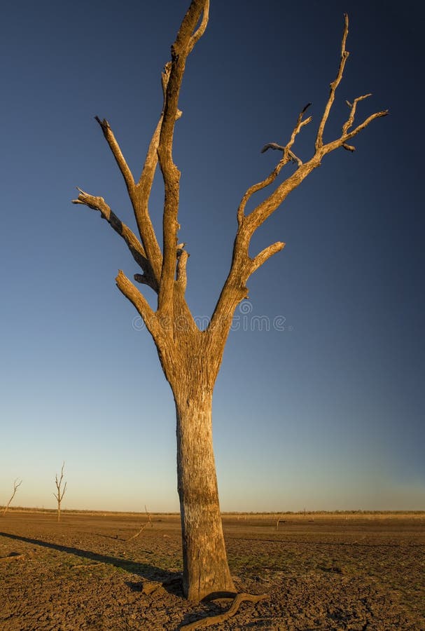 Dead Tree At The Wasteland Of Lake Argyle At Sunset With Blue Sky As ...