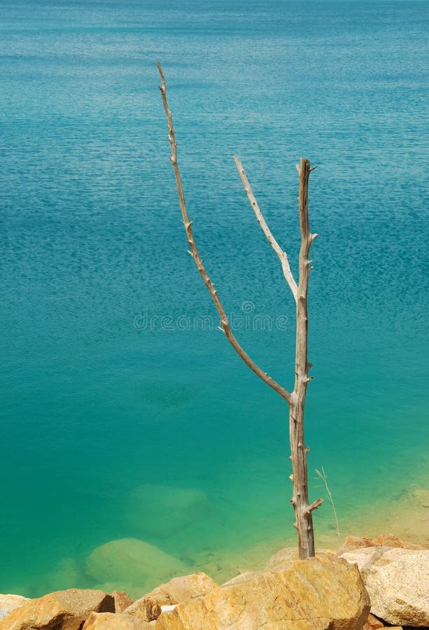 Dead tree in water stock photo. Image of blue, lake, decline - 15966958