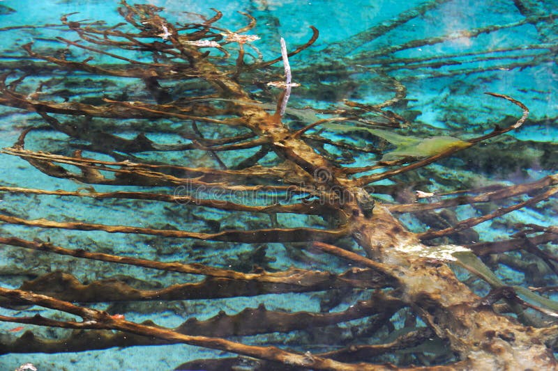 Dead tree in the water stock image. Image of journey - 28102511