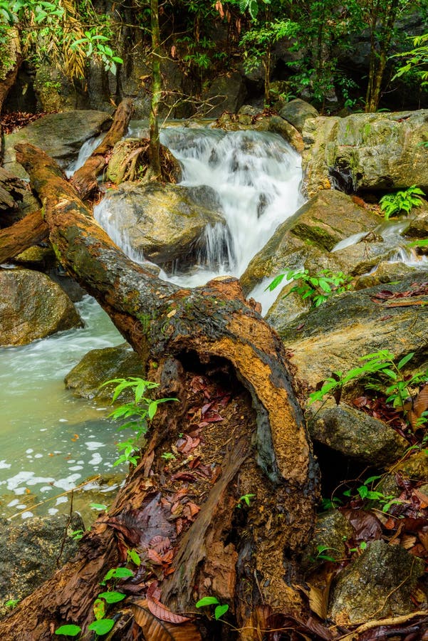 Dead tree at water fall stock photo. Image of park, rock - 55665884