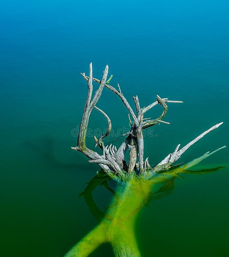 Strange Dead Tree at an Overlook on Skyline Drive in Shenandoah ...
