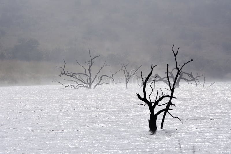 Dead Tree in Water stock image. Image of bush, riverbed - 108776159