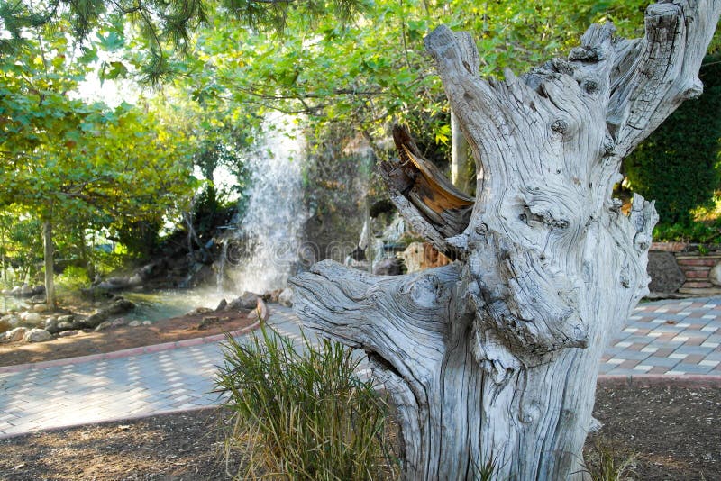 Dead Tree, Waterfall stock image. Image of tree, forest - 127056097