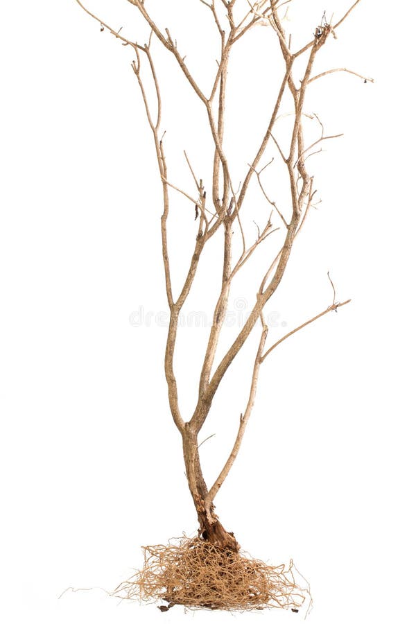 260 Sapling Dead Tree Stock Photos - Free & Royalty-Free Stock Photos ...