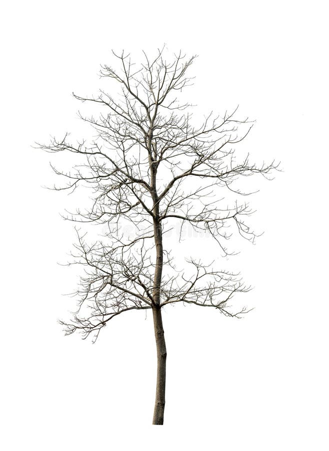 Dead Tree with No Leaves on White Background Stock Image - Image of ...