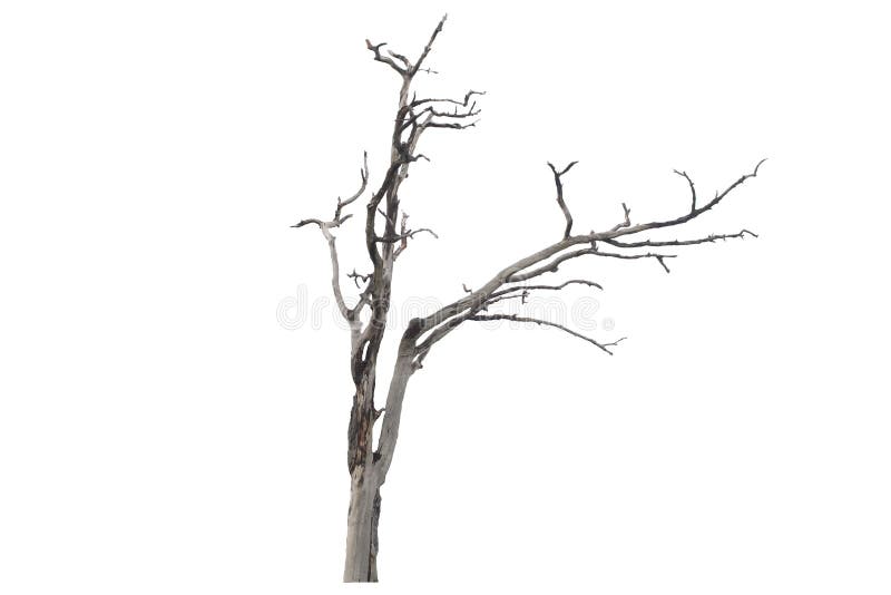 Dead Tree on the White Background Stock Image - Image of alone, ecology ...