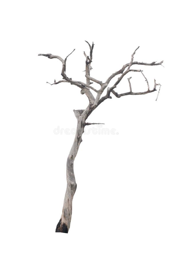 Dead Tree on the White Background Stock Photo - Image of black, grass ...