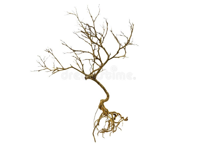 Dead Tree on White Background.Saved with Clipping Path. Stock Image ...