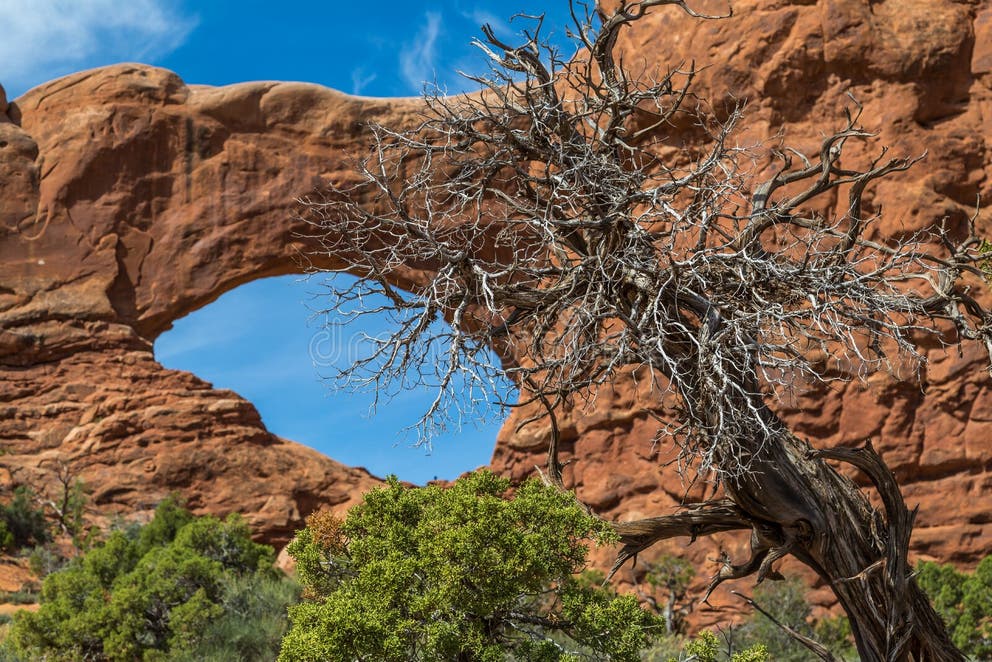 Dead Tree at the Windows at Arches National Park Stock Photo - Image of ...