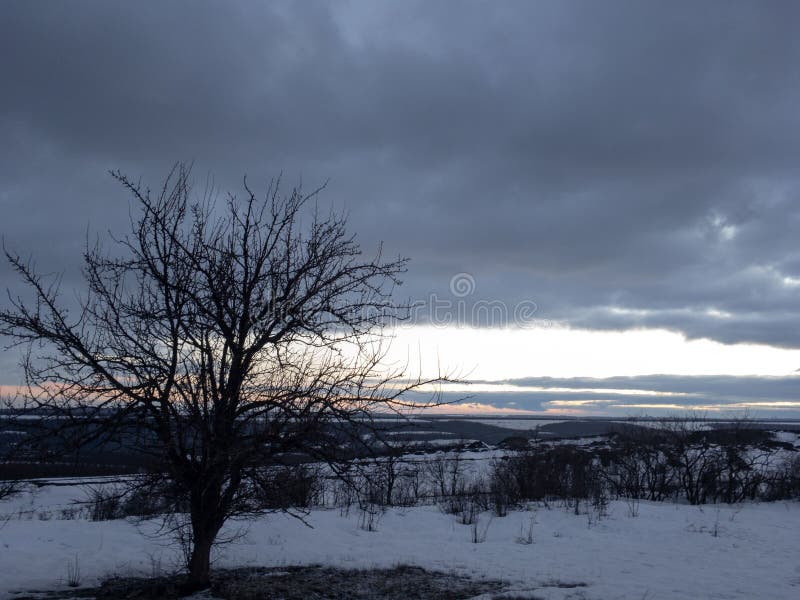 Dead Tree in Winter and Dramatic Sky Stock Photo - Image of snow ...