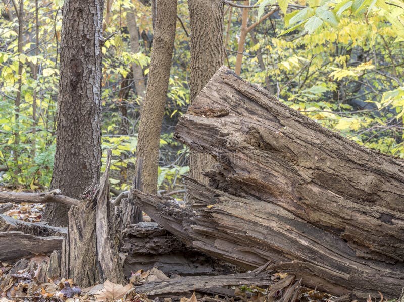 Dead log tree stock image. Image of plants, manhattan - 41119193