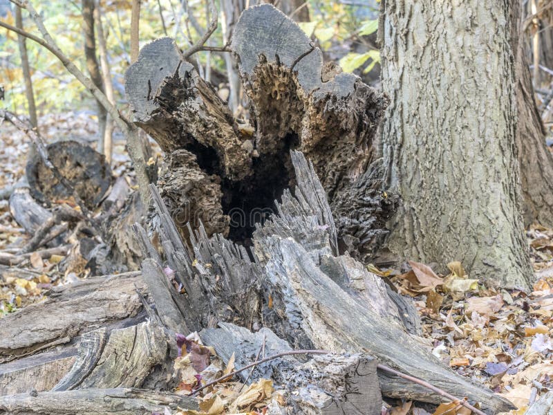 Dead tree stock image. Image of countryside, green, trunk - 90255381
