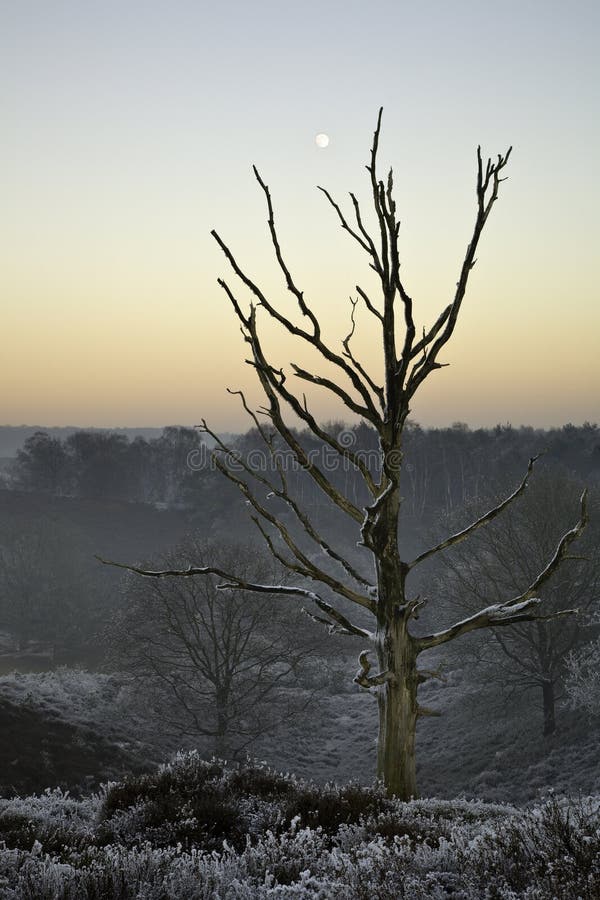 Dead tree in winter scene stock image. Image of veluwe - 3991169