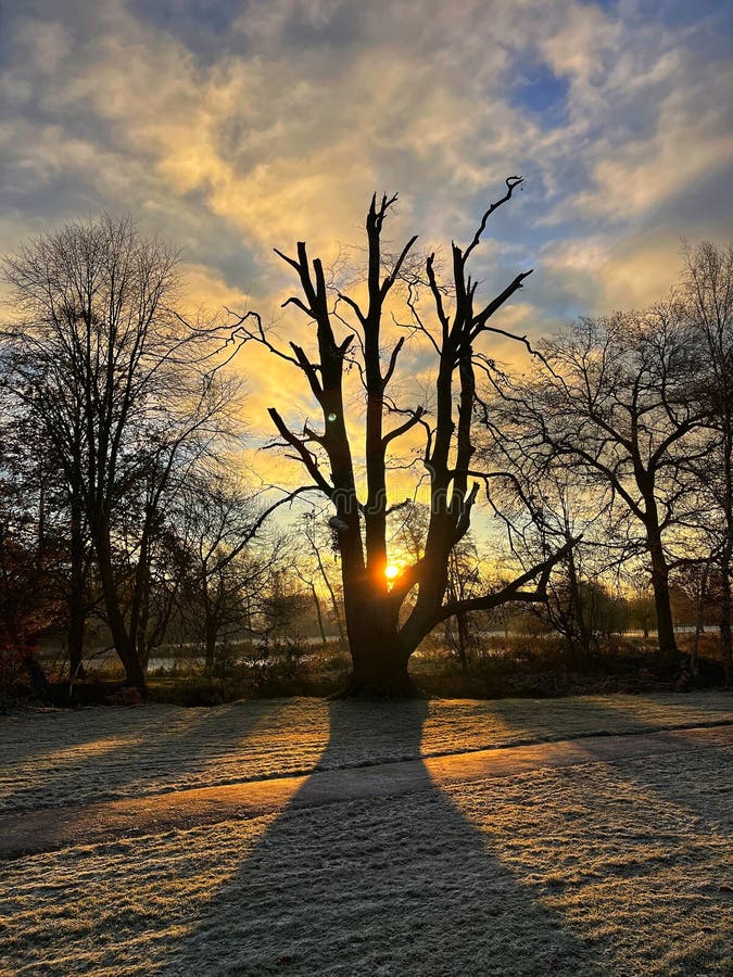 Dead Tree in Winter Sunshine Stock Photo - Image of winter, shadow ...