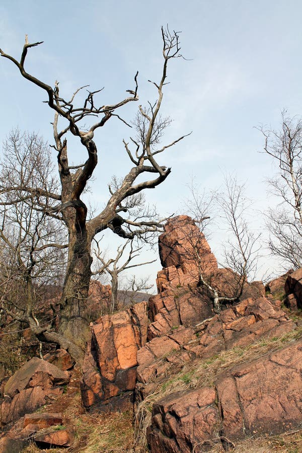 Dead tree stock photo. Image of tree, spring, hill, dead - 39040206