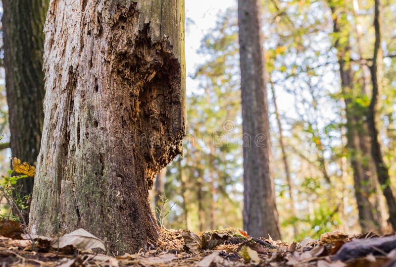 801 Dead Termite Stock Photos - Free & Royalty-Free Stock Photos from ...