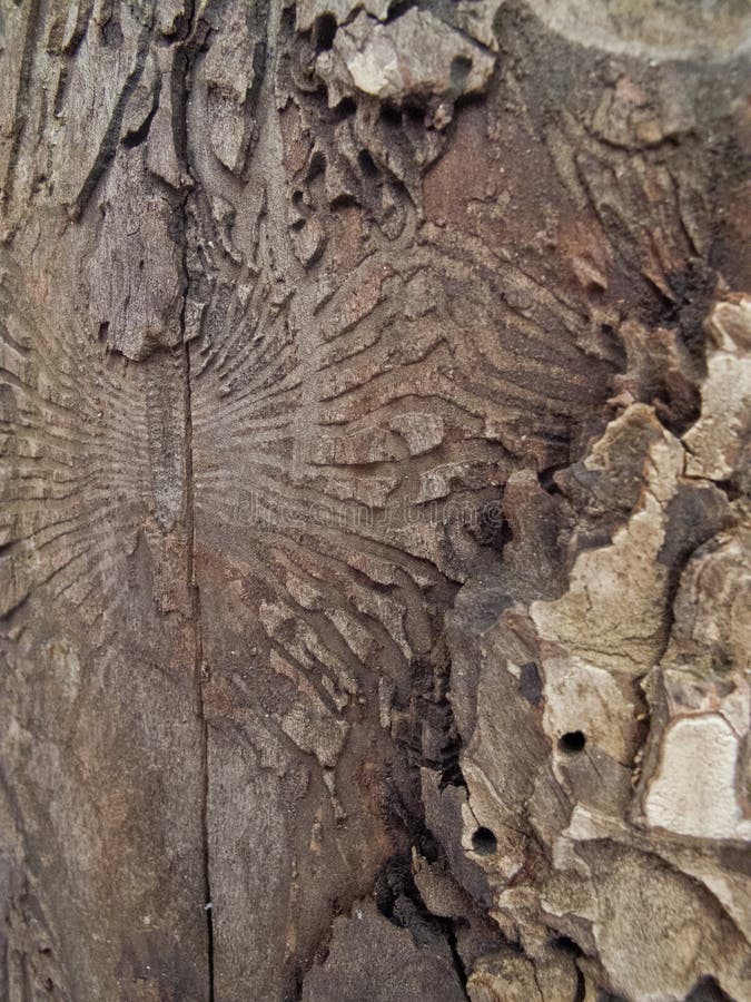 Dead tree wood texture stock image. Image of hardwood - 86603737